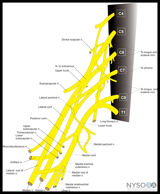 Phrenic Nerve Brachial Plexus
