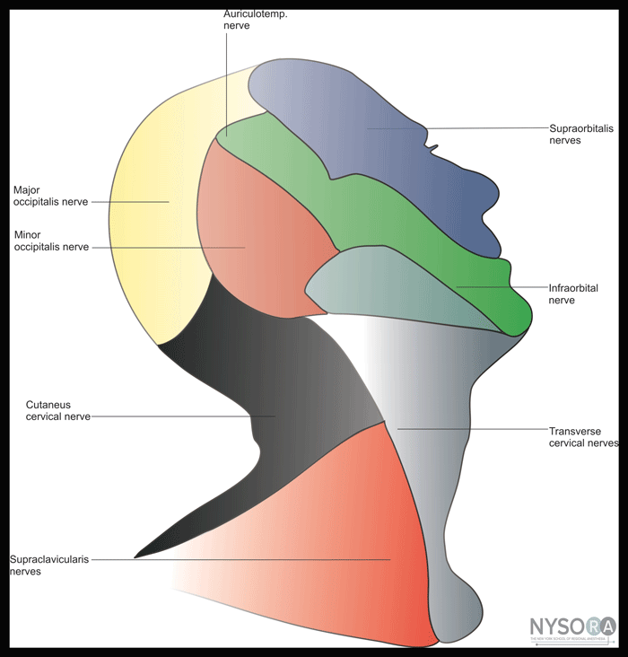Posterior Auricular Nerve Block