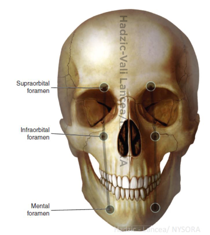 Nerve Blocks of the Face - NYSORA The New York School of Regional ...