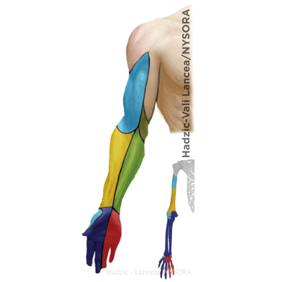 Supraclavicular Nerve Distribution Supraclavicular Brachial Plexus