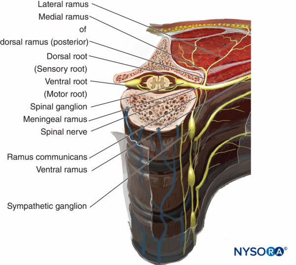 Functional Regional Anesthesia Anatomy - NYSORA