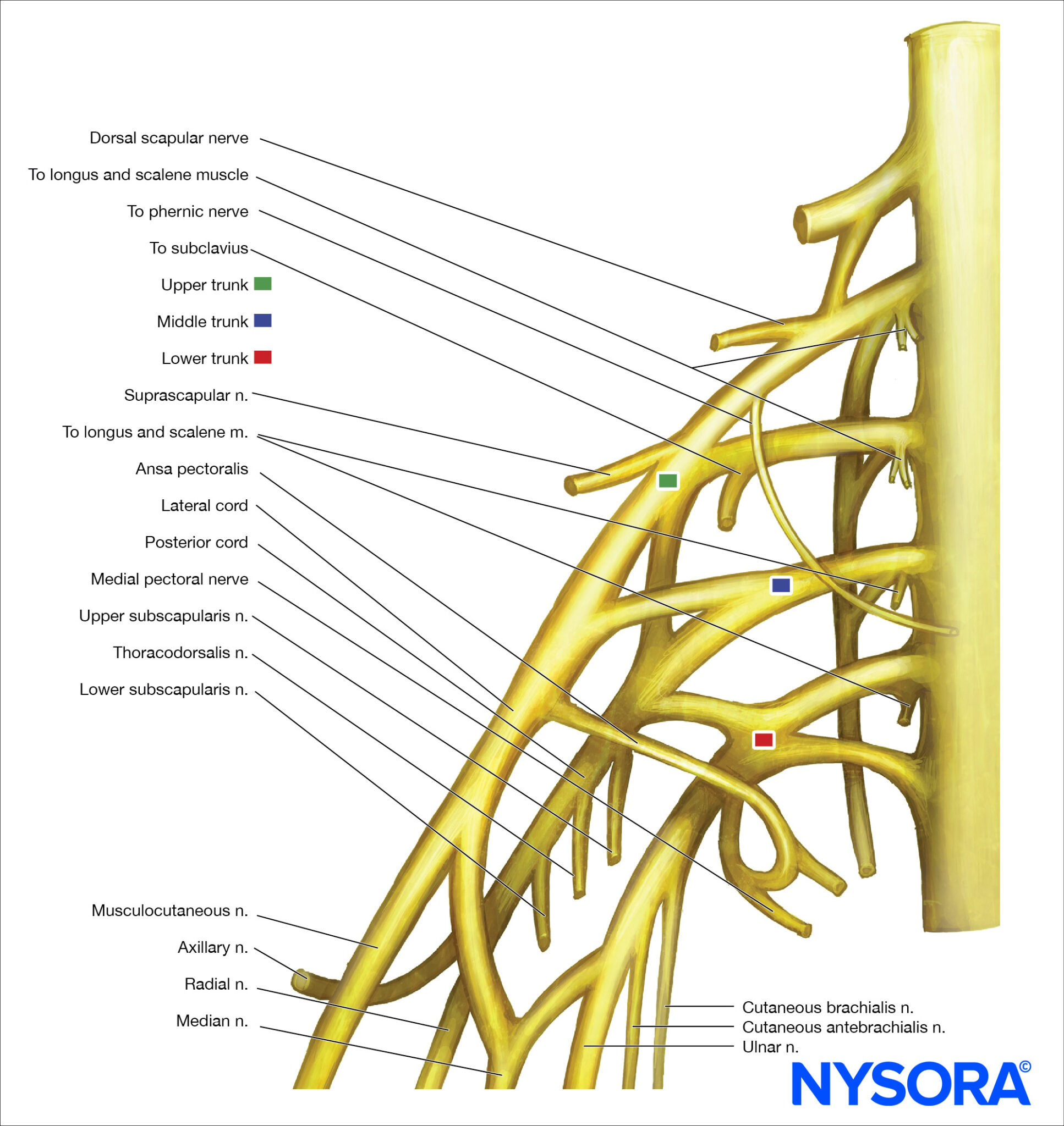 Interscalene Brachial Plexus Block - Landmarks and Nerve Stimulator ...