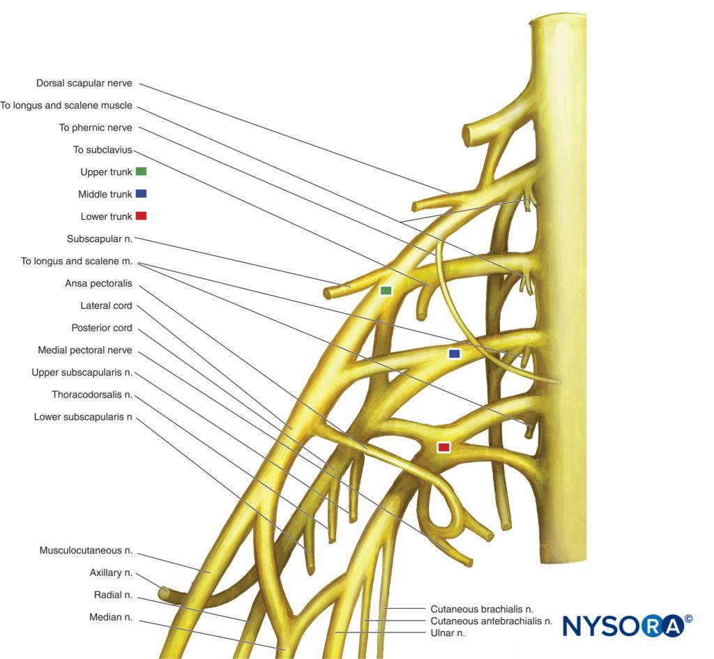 Functional Regional Anesthesia Anatomy - NYSORA