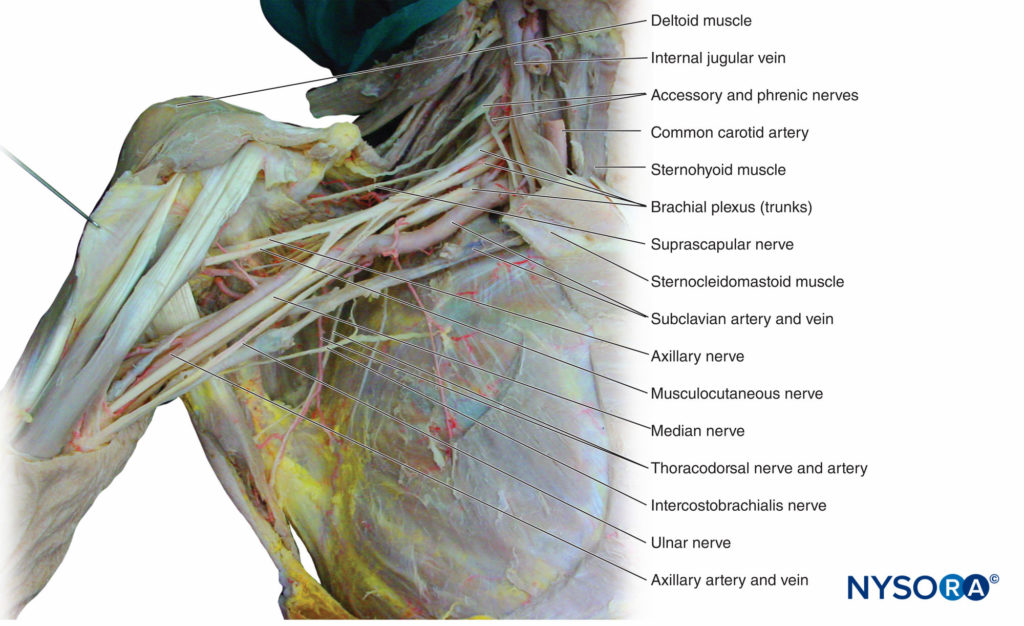 Functional Regional Anesthesia Anatomy - NYSORA
