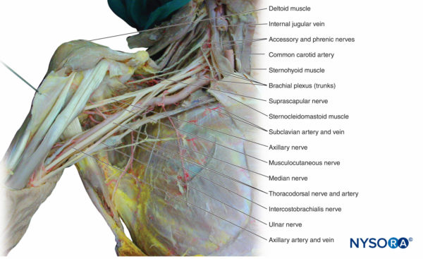 Functional Regional Anesthesia Anatomy - NYSORA