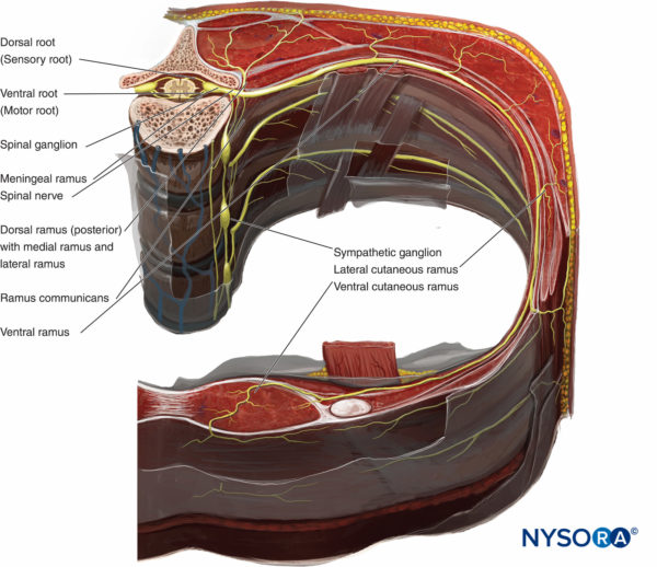 Functional Regional Anesthesia Anatomy - NYSORA