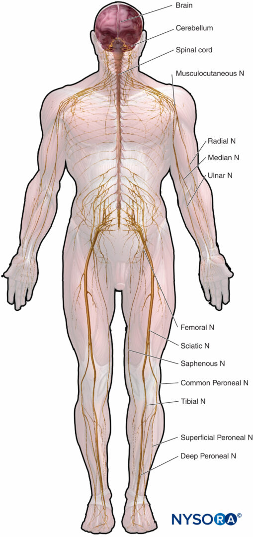 Histology Of The Peripheral Nerves And Light Microscopy NYSORA Histology Of The Peripheral Nerves And Light Microscopy NYSORA