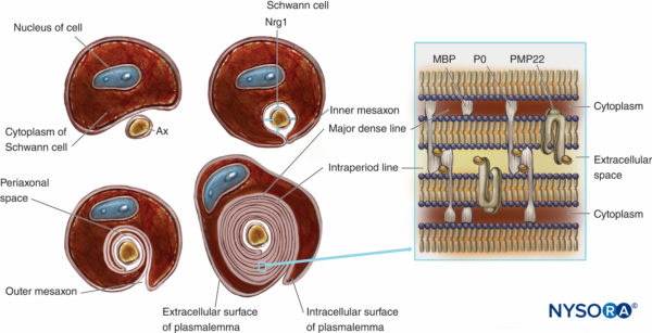 Histology of the Peripheral Nerves and Light Microscopy - NYSORA