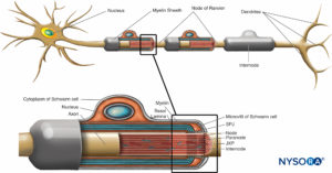 Histology of the Peripheral Nerves and Light Microscopy - NYSORA