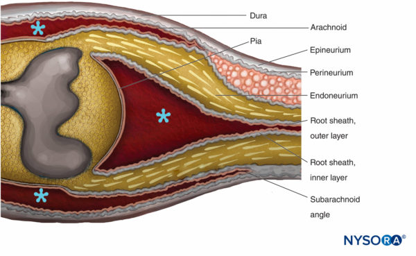 Histology of the Peripheral Nerves and Light Microscopy - NYSORA