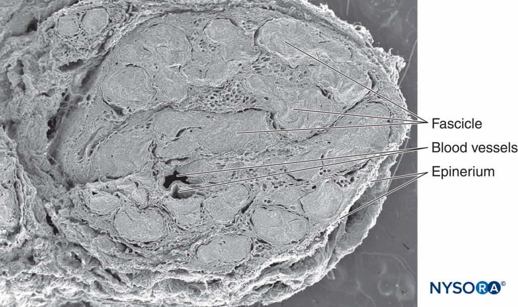 Connective Tissues of Peripheral Nerves - NYSORA