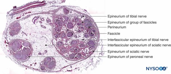 Connective Tissues of Peripheral Nerves - NYSORA