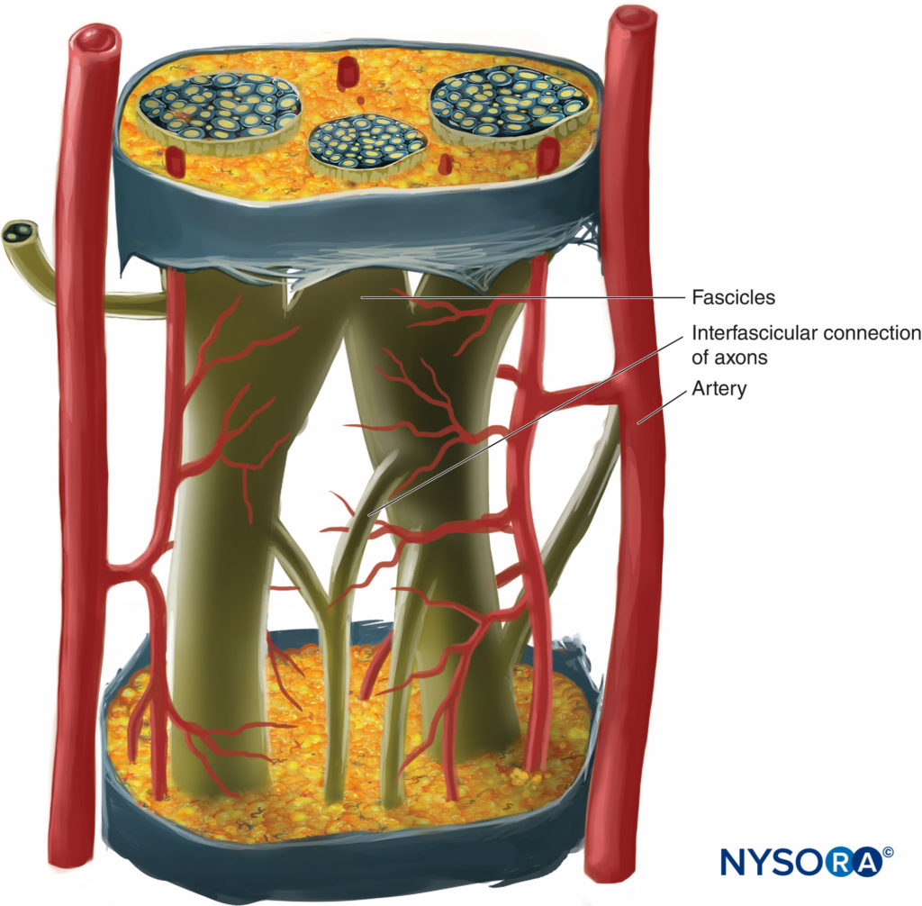 Connective Tissues of Peripheral Nerves - NYSORA