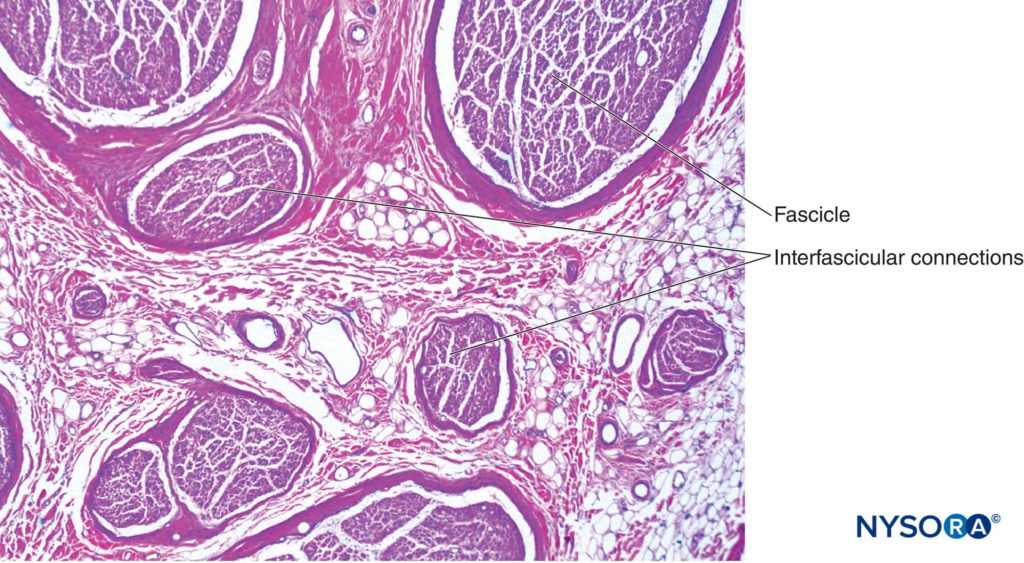Connective Tissues of Peripheral Nerves - NYSORA