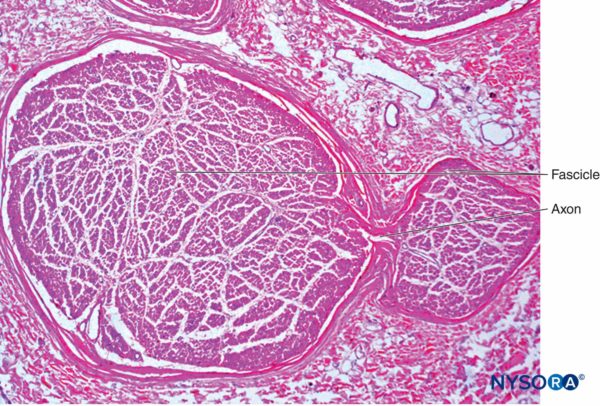 Connective Tissues of Peripheral Nerves - NYSORA