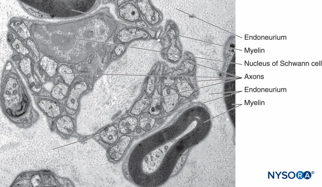 Connective Tissues of Peripheral Nerves - NYSORA