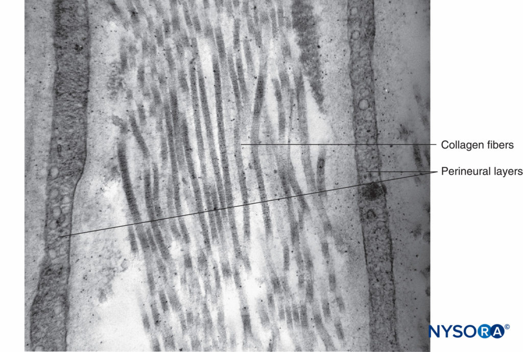 Connective Tissues of Peripheral Nerves - NYSORA
