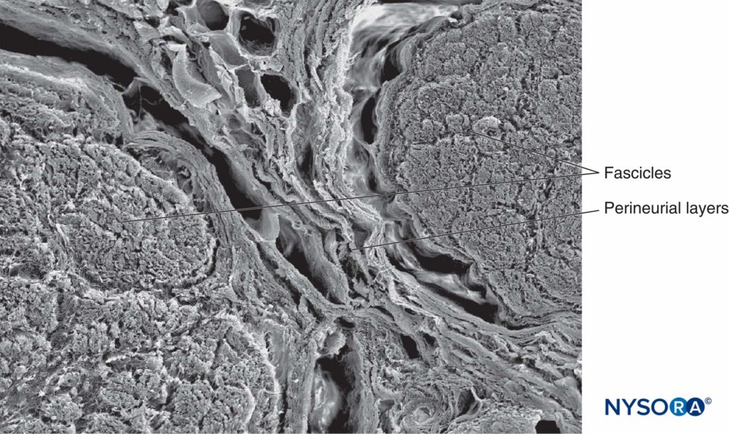 Connective Tissues of Peripheral Nerves - NYSORA