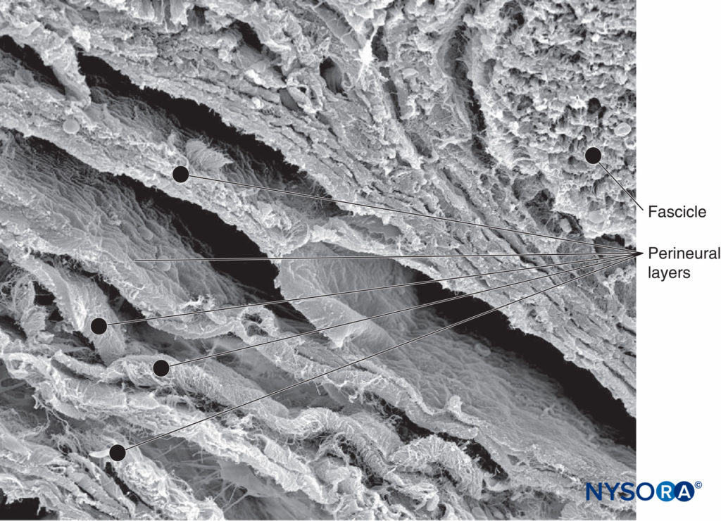 Connective Tissues of Peripheral Nerves - NYSORA