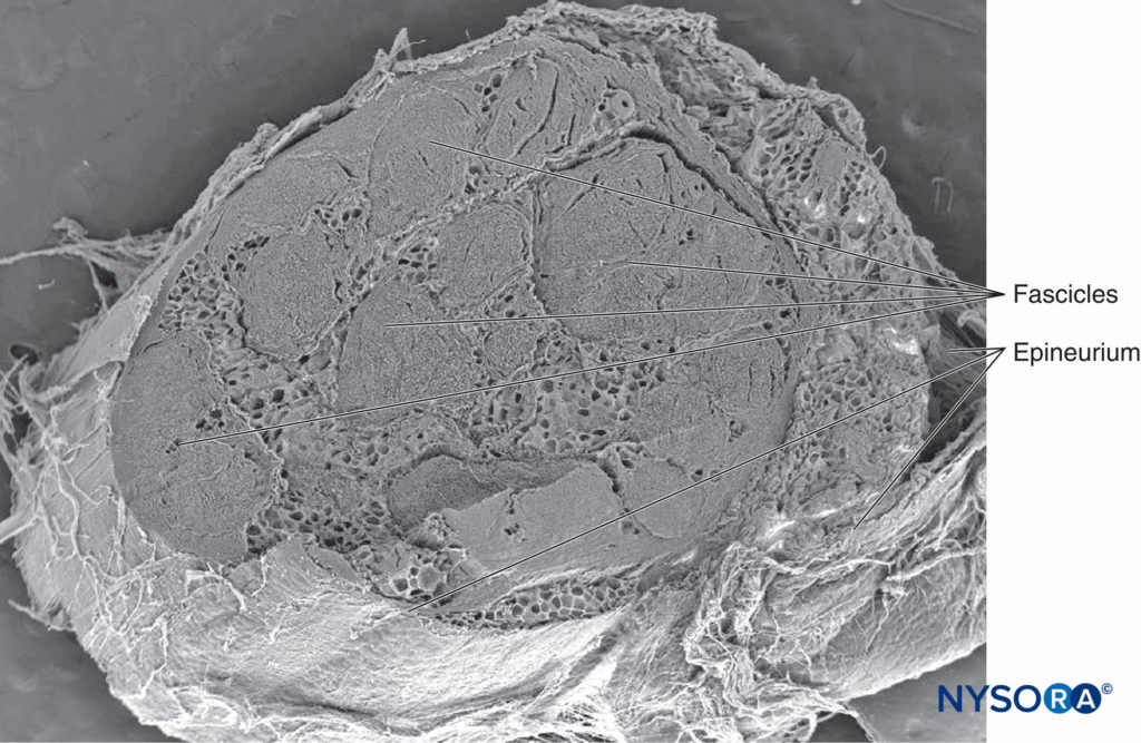 Connective Tissues of Peripheral Nerves - NYSORA