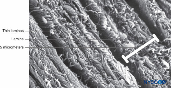 Ultrastructural Anatomy of the Spinal Meninges and Related Structures ...