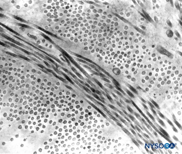 Ultrastructural Anatomy of the Spinal Meninges and Related Structures ...