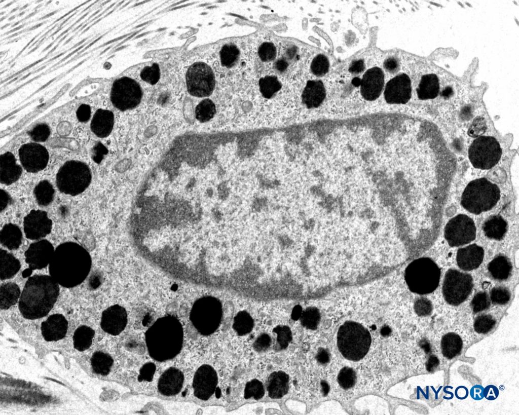Anatomía ultraestructural de las meninges espinales y estructuras ...