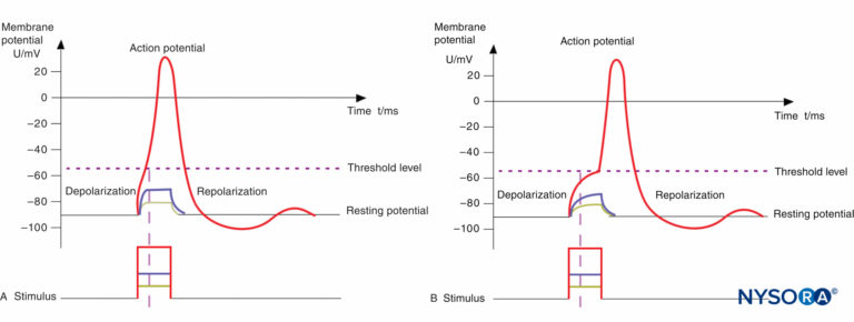 Electrical Nerve Stimulators and Localization of Peripheral Nerves - NYSORA