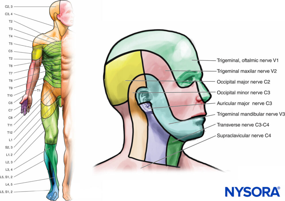 Functional Regional Anesthesia Anatomy - NYSORA