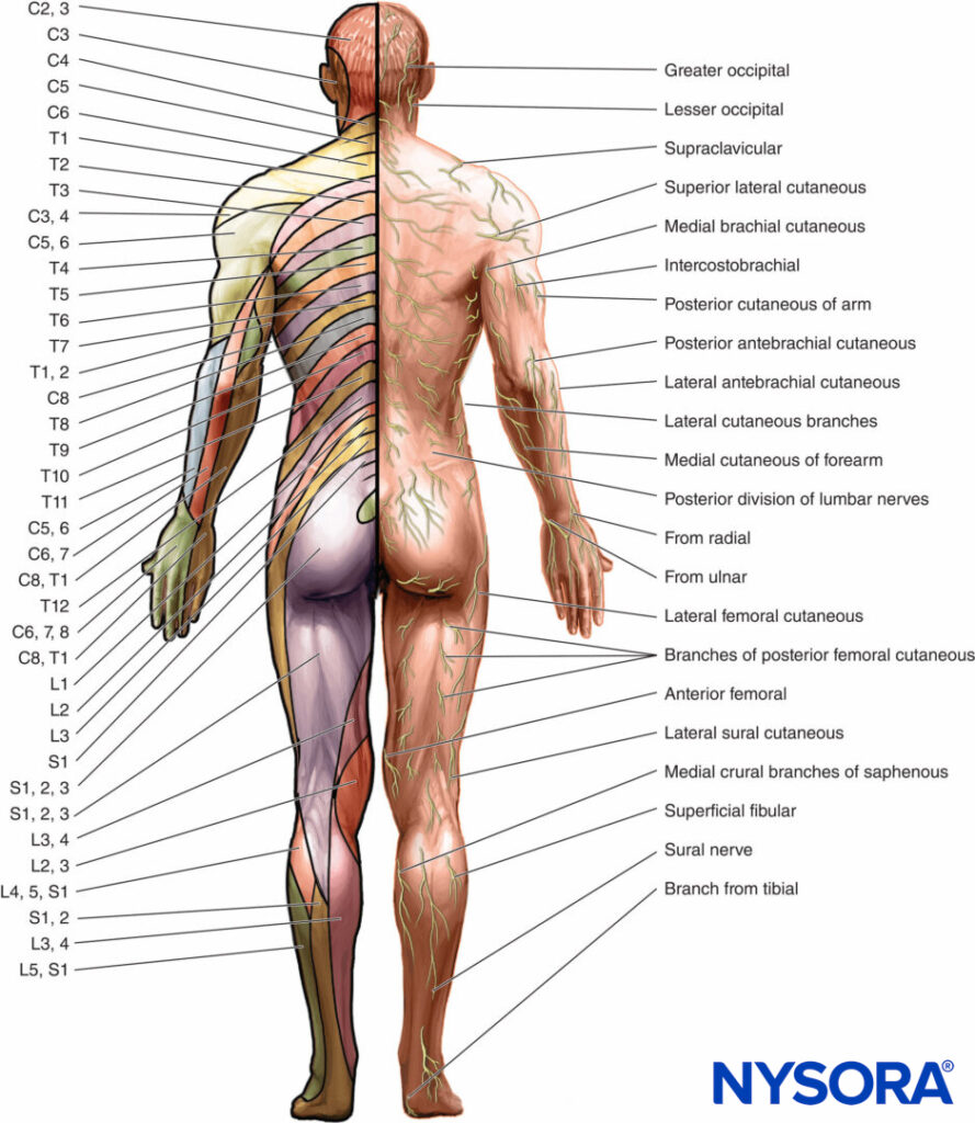 Functional Regional Anesthesia Anatomy - NYSORA