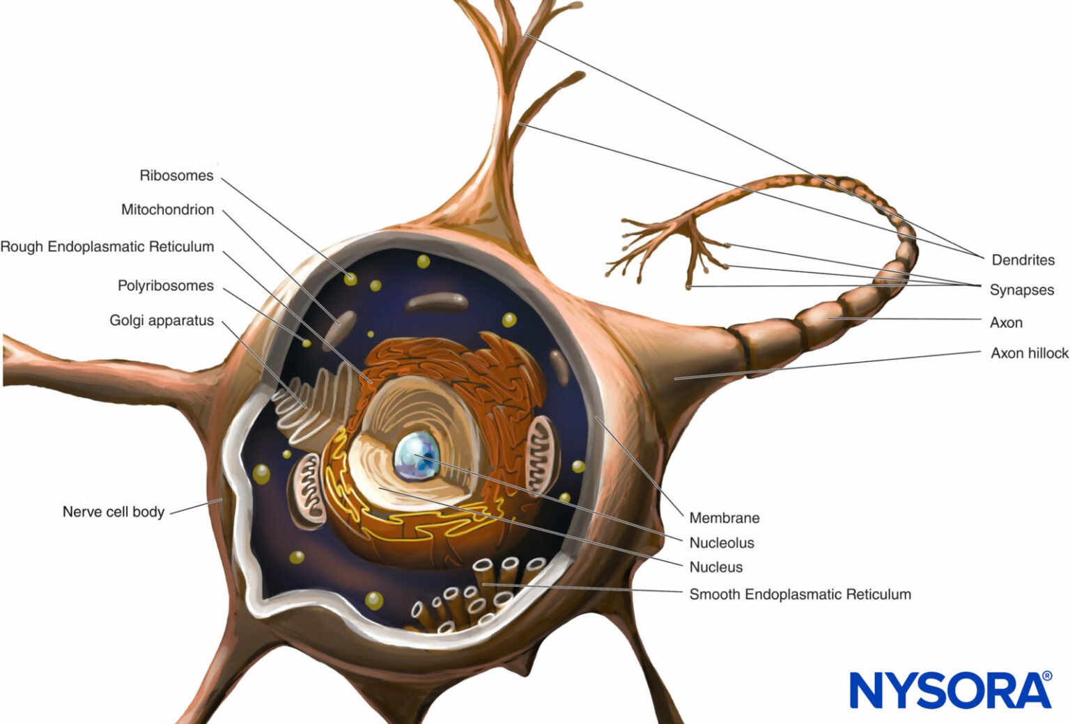 Histology of the Peripheral Nerves and Light Microscopy - NYSORA
