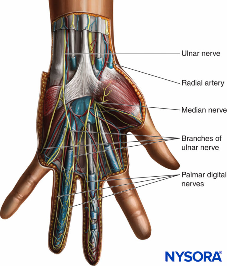 Digital Block - Landmarks and Nerve Stimulator Technique - NYSORA
