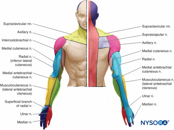 Cutaneous Blocks For The Upper Extremity Landmarks And Nerve Stimulator Technique Nysora