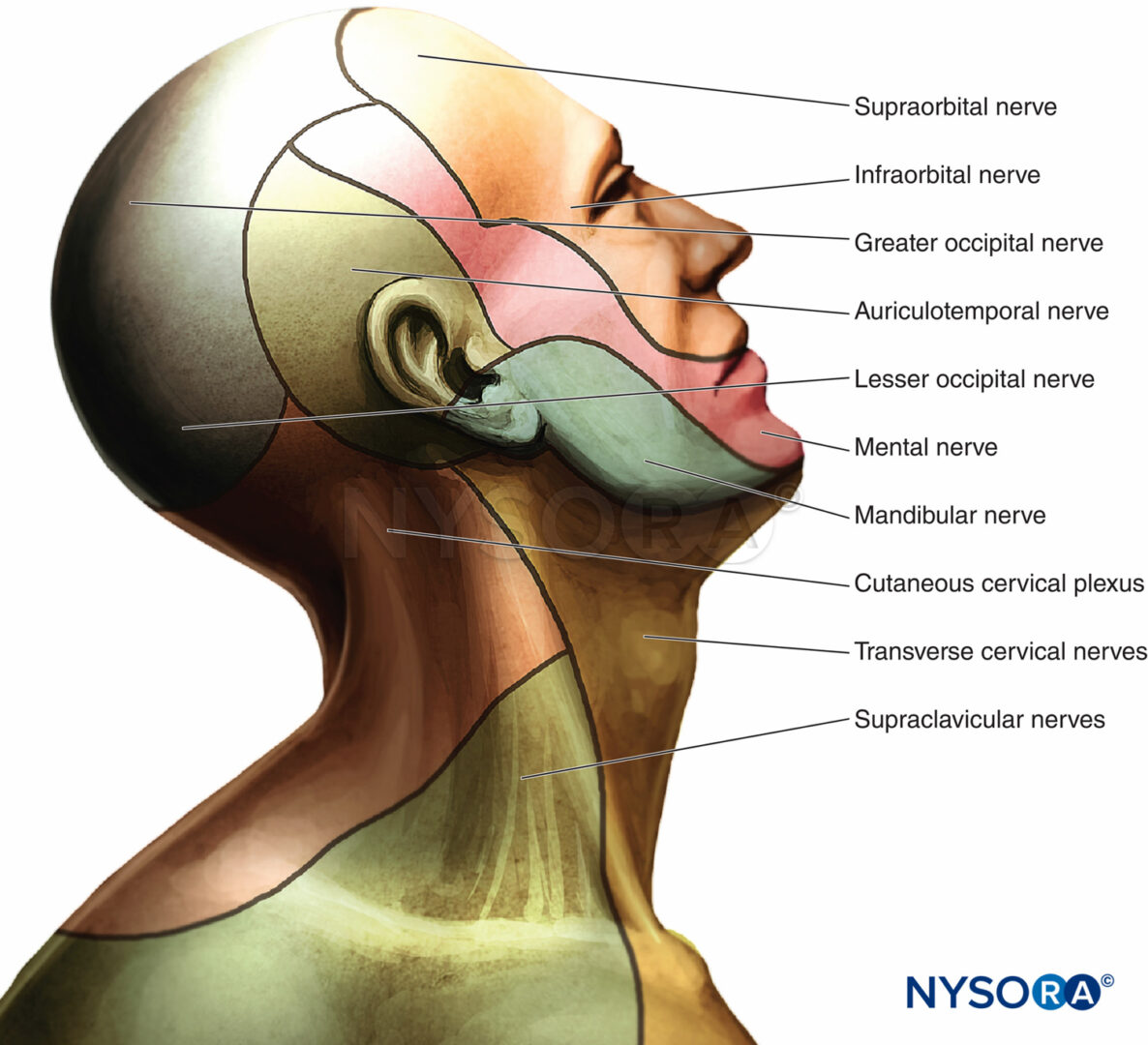 Cervical Nerves Innervation