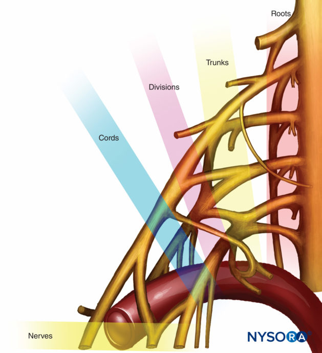 Infraklavikulärer Plexus-brachialis-Block – Orientierungspunkte und ...