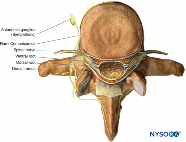 Intercostal Nerve Block - Landmarks and Nerve Stimulator Technique - NYSORA