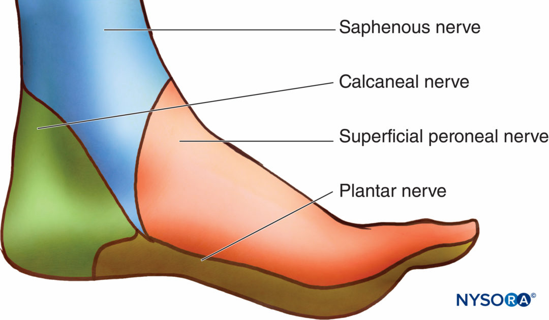 Ankle Block - Landmarks and Nerve Stimulator Technique - NYSORA