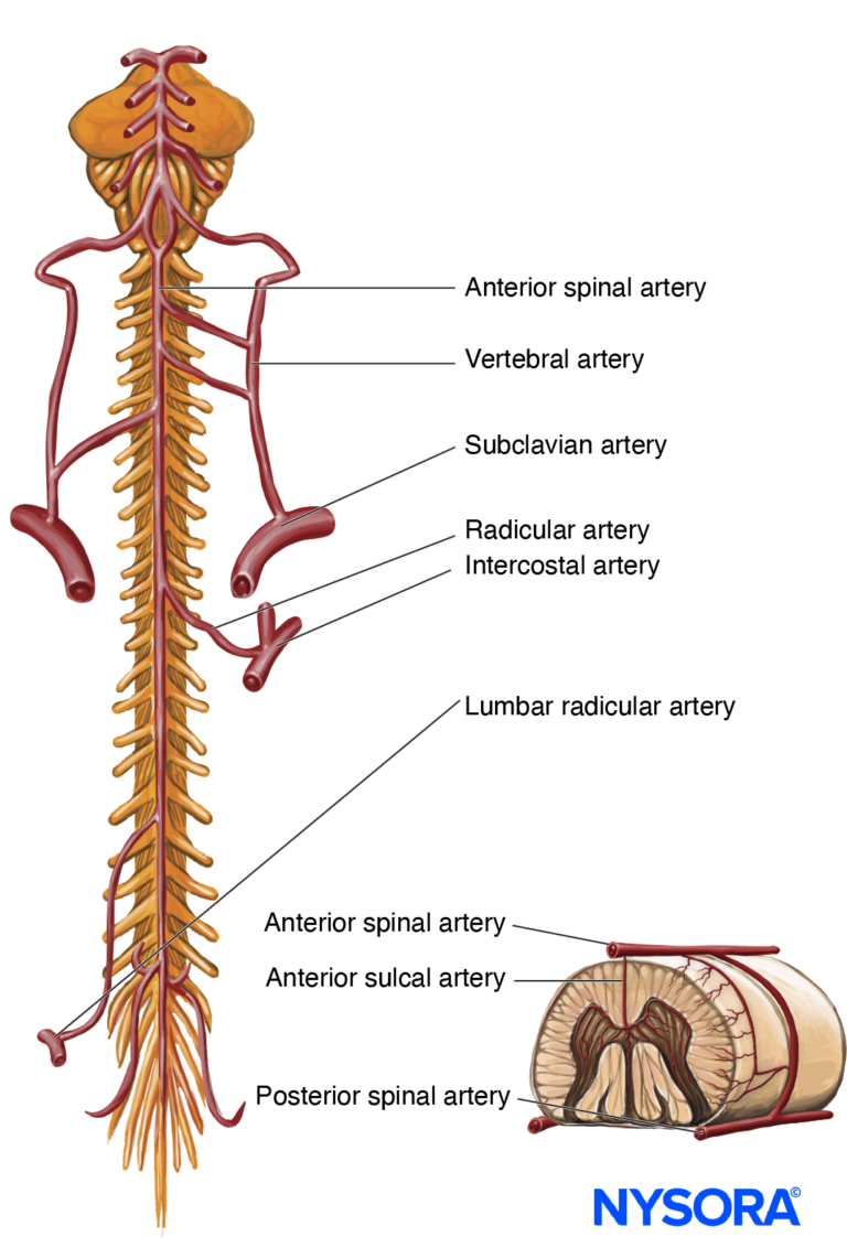 Epiduralanästhesie und Analgesie - NYSORA