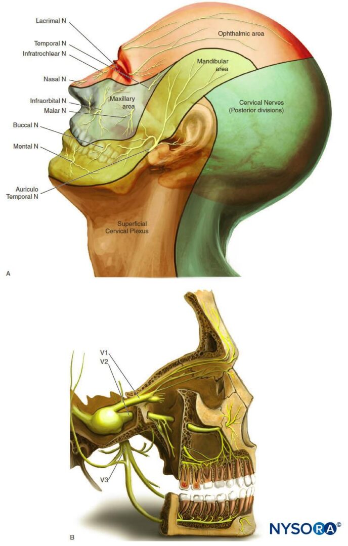 Nerve Blocks of the Face - NYSORA