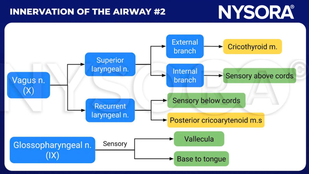 Regional and Topical Anesthesia for Awake Endotracheal Intubation - NYSORA