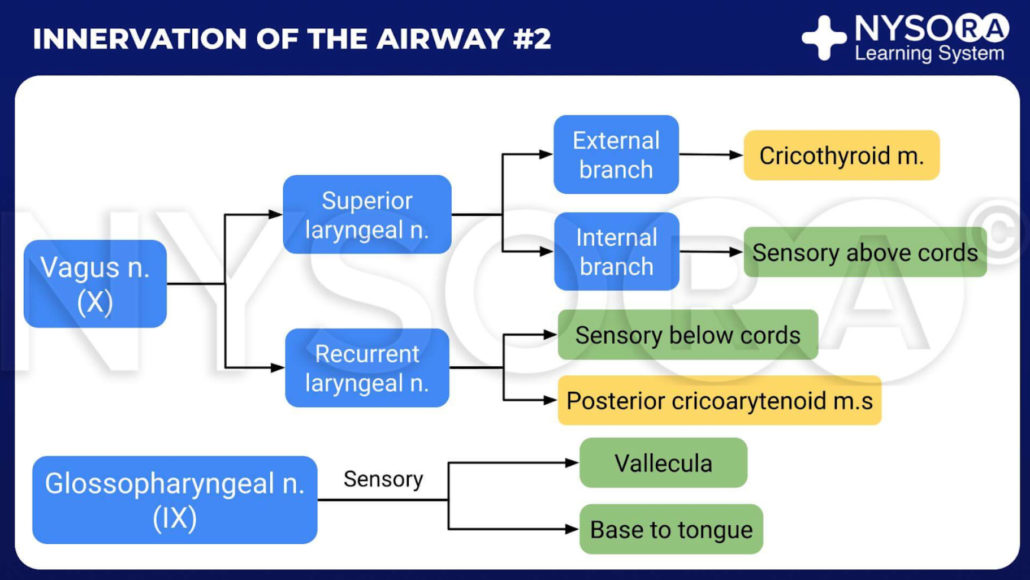Regional and Topical Anesthesia for Awake Endotracheal Intubation - NYSORA