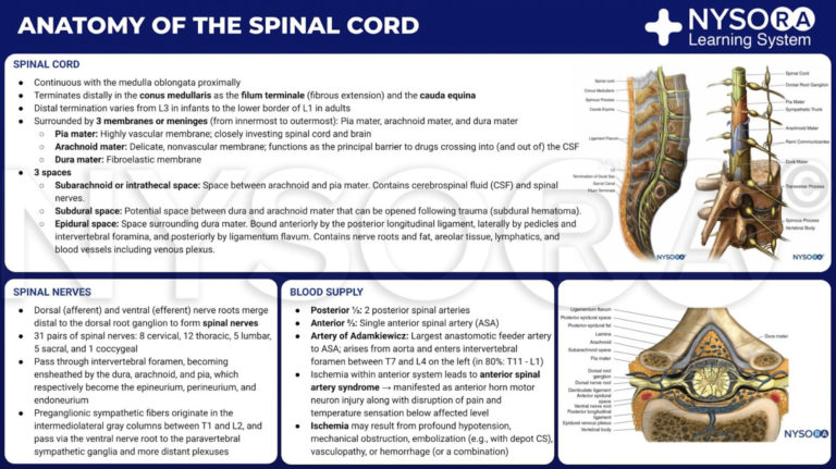 Neuraxial Anatomy - NYSORA