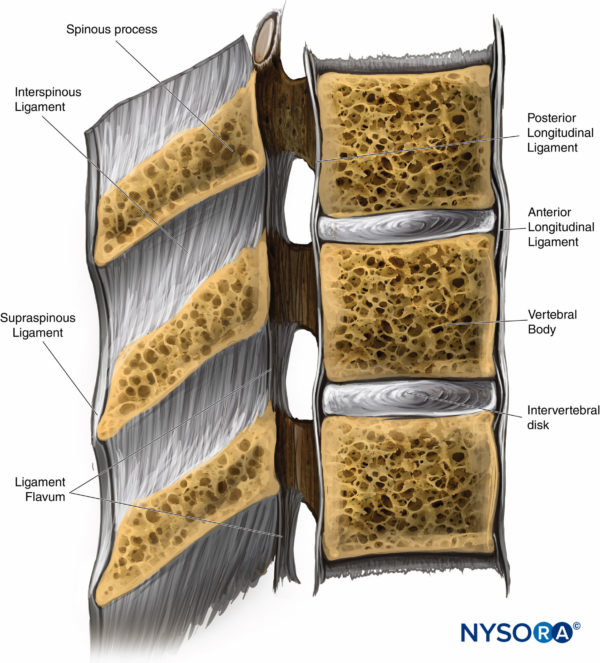 Neuraxial Anatomy - NYSORA