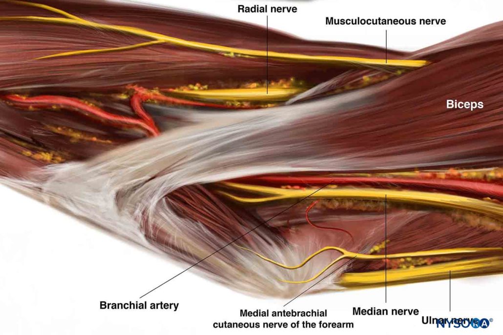 Ultrasound-Guided Blocks at the Elbow - NYSORA