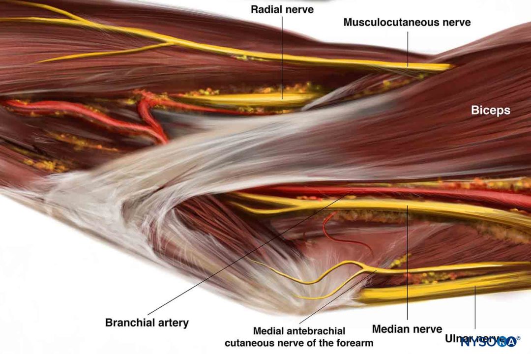 Ultrasound Guided Blocks At The Elbow Nysora