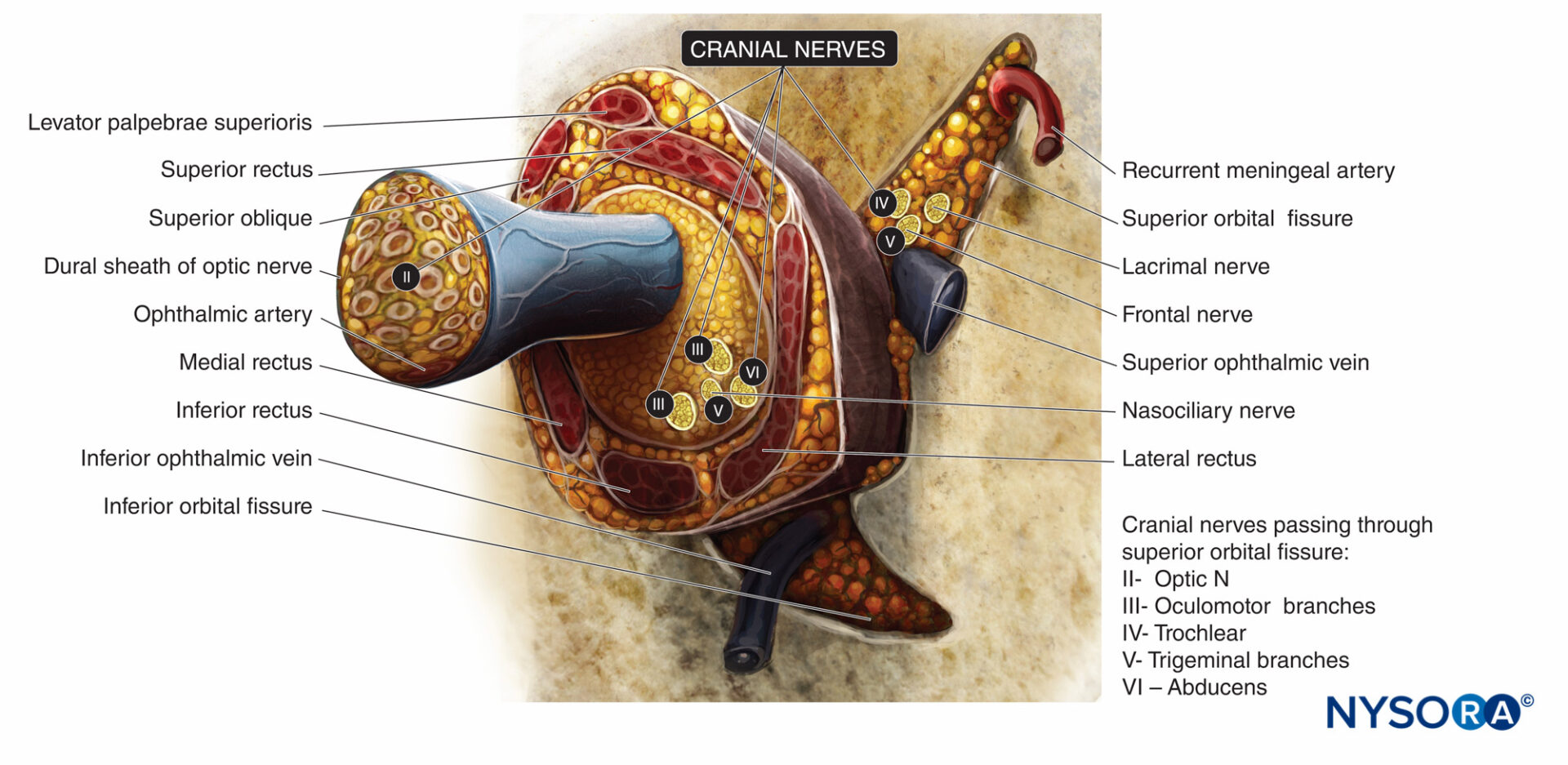 Lokale und regionale Anästhesie für die Augenchirurgie - NYSORA