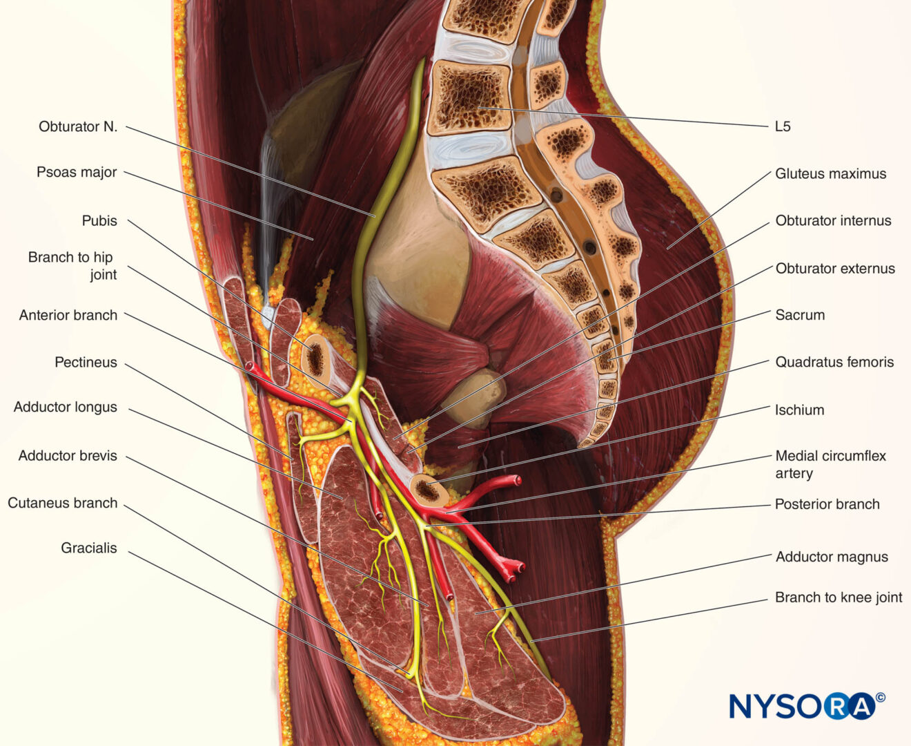 Obturator Nerve Block Landmarks And Nerve Stimulator Technique Nysora