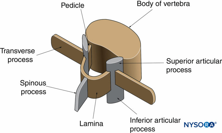 Ecografia spinale e applicazioni degli ultrasuoni per blocchi ...