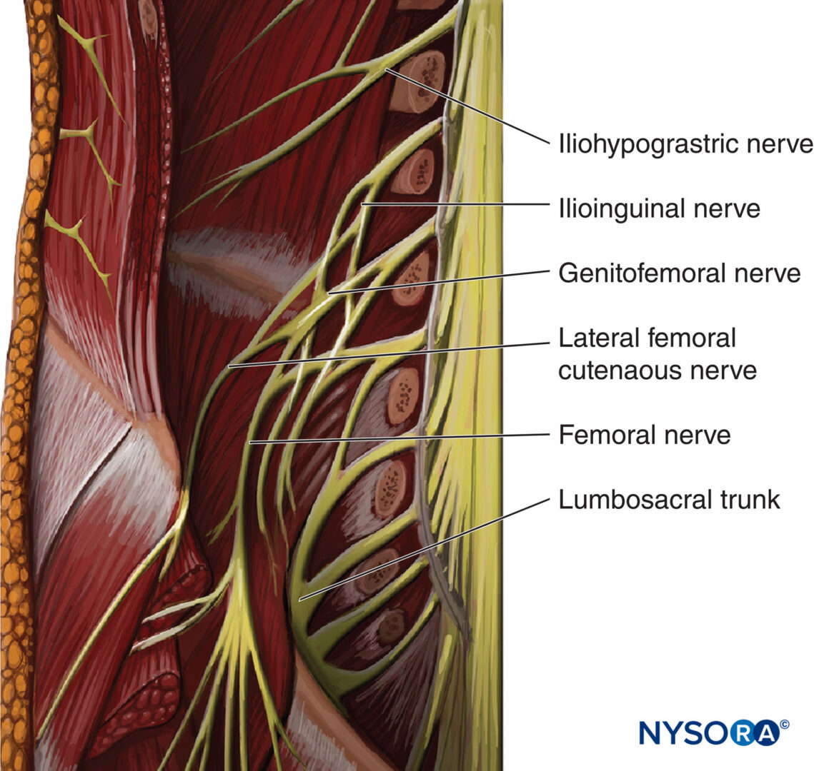 Genitofemoral Nerve Psoas