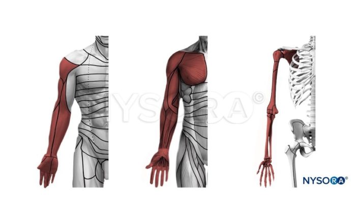 Ultrasound-Guided Upper Extremity Blocks - NYSORA